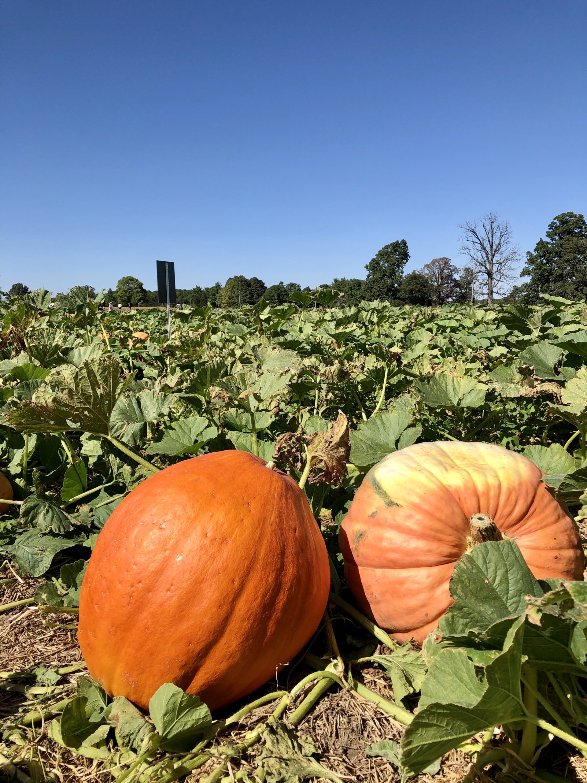 Exploration Acres - One of Indiana's Largest Corn Maze and Pumpkin Patch