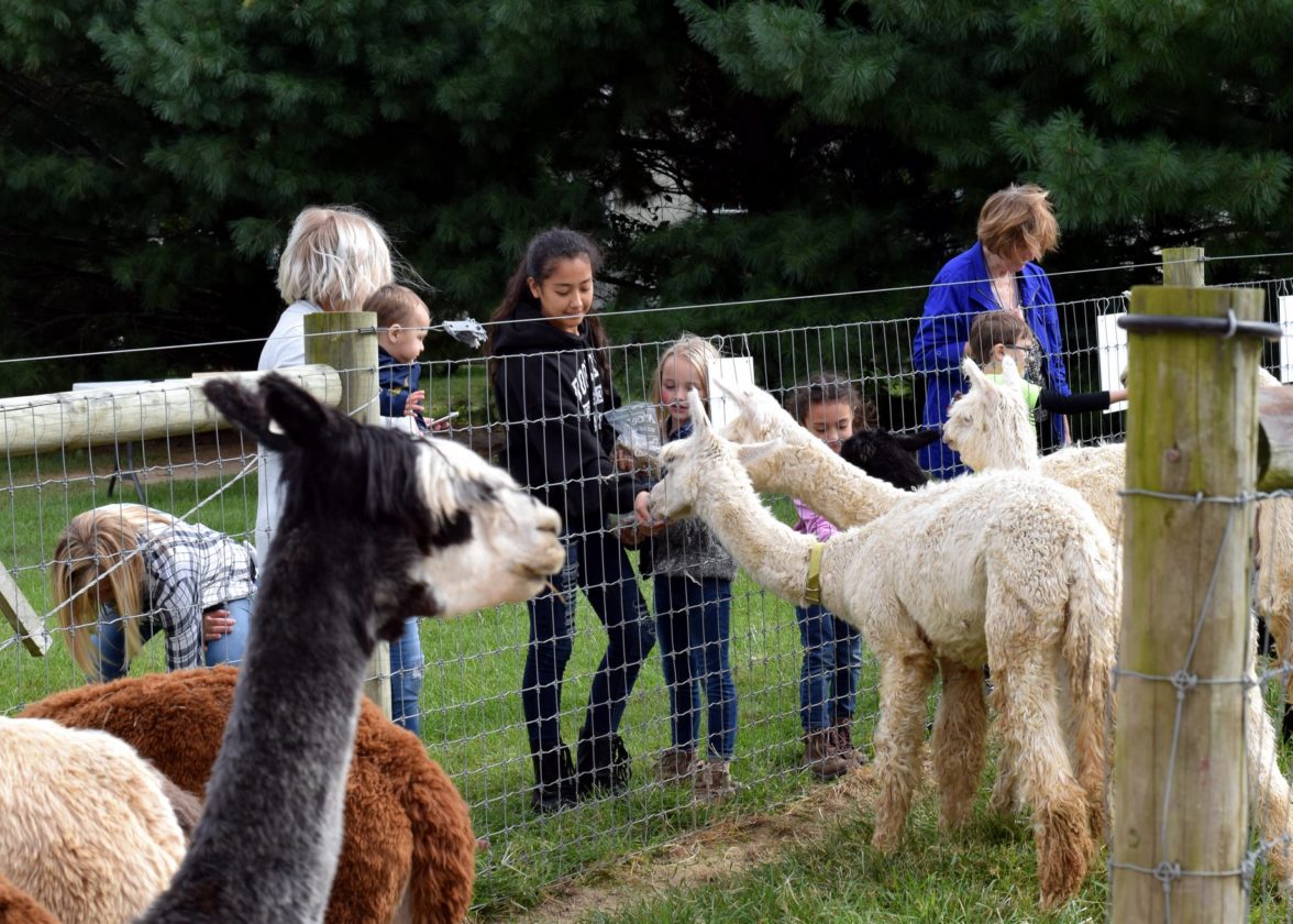 Visit Heritage Farm Alpaca Farm - Indy's Child Magazine