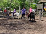 Places to go Horseback Riding around Indianapolis - Indy's Child