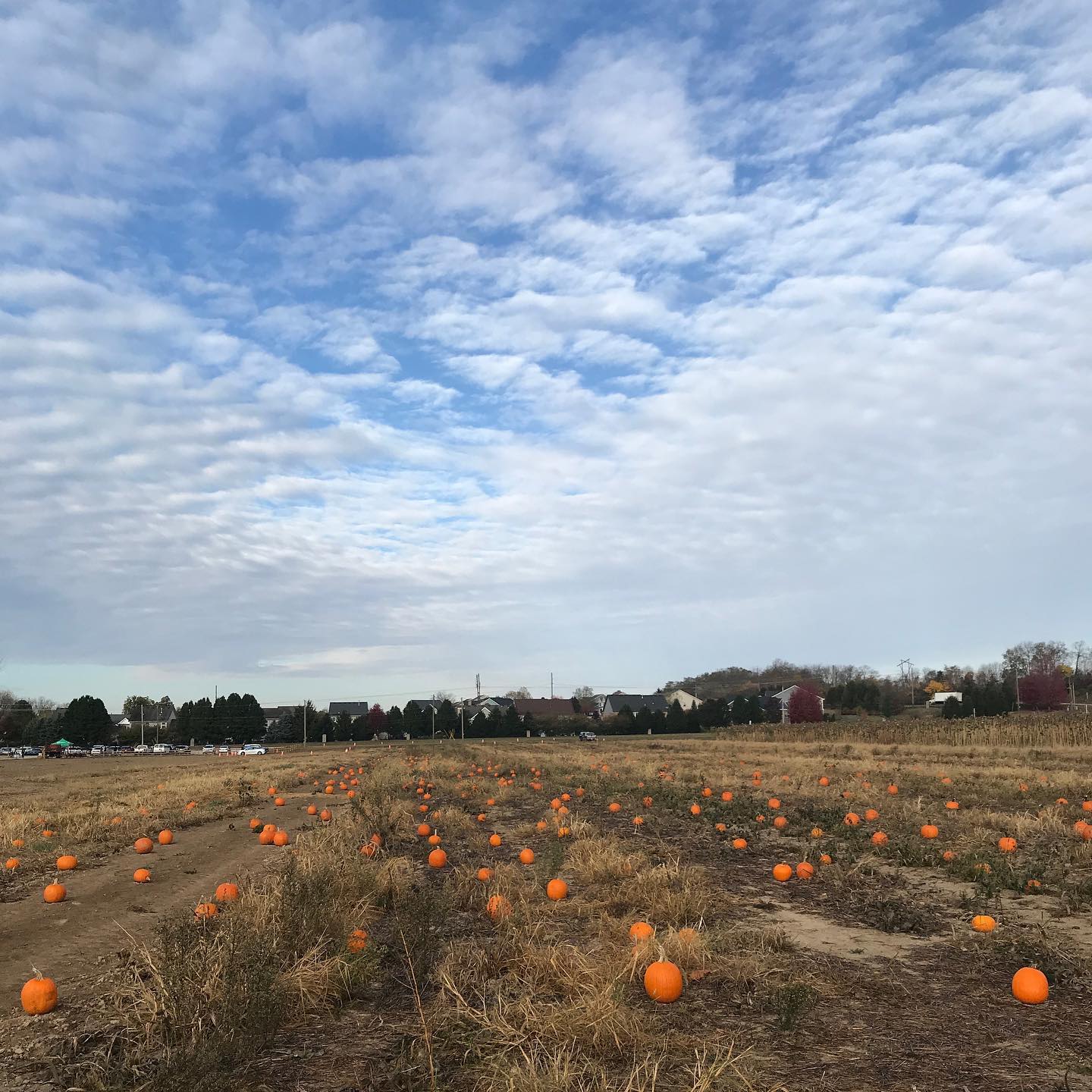 Fishers AgriPark Fall Festival - Indy's Child Magazine