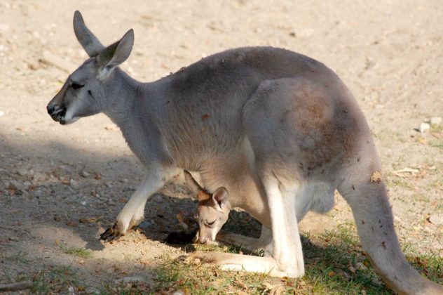 Kangaroo Crossing: Interact with Kangaroos at Indianapolis