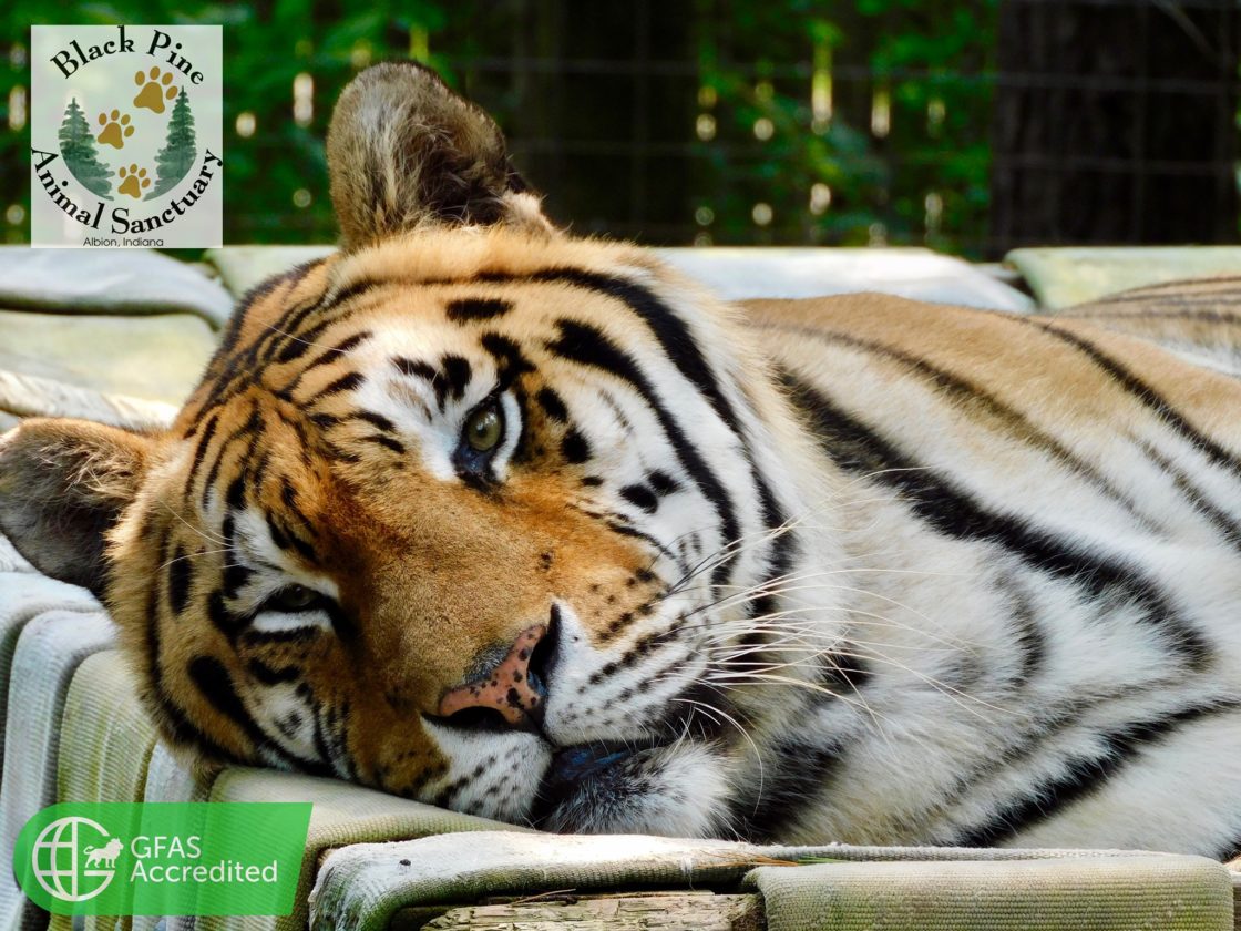 12 Unique Animal Encounters in Central Indiana - Indy's Child