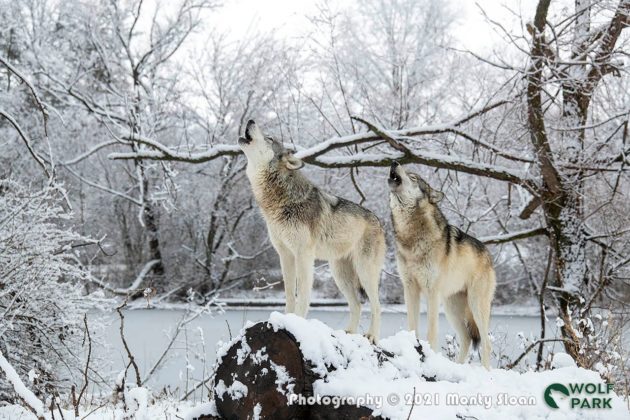 Wolf Park: 70-Acre Park in Indiana Providing a Habitat for Wolves