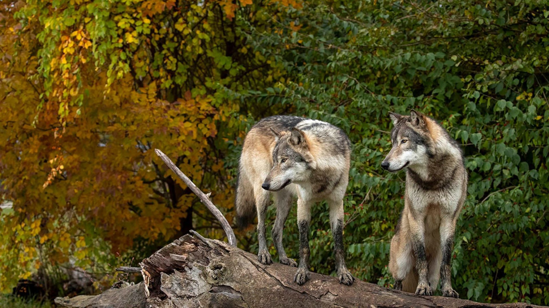 Wolf Park: 70-Acre Park in Indiana Providing a Habitat for Wolves