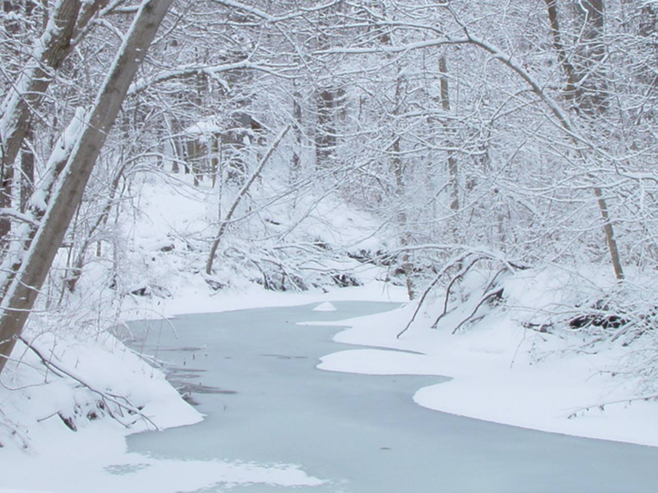Outdoor Skills 101: Winter Tree Identification - Indy's Child Magazine