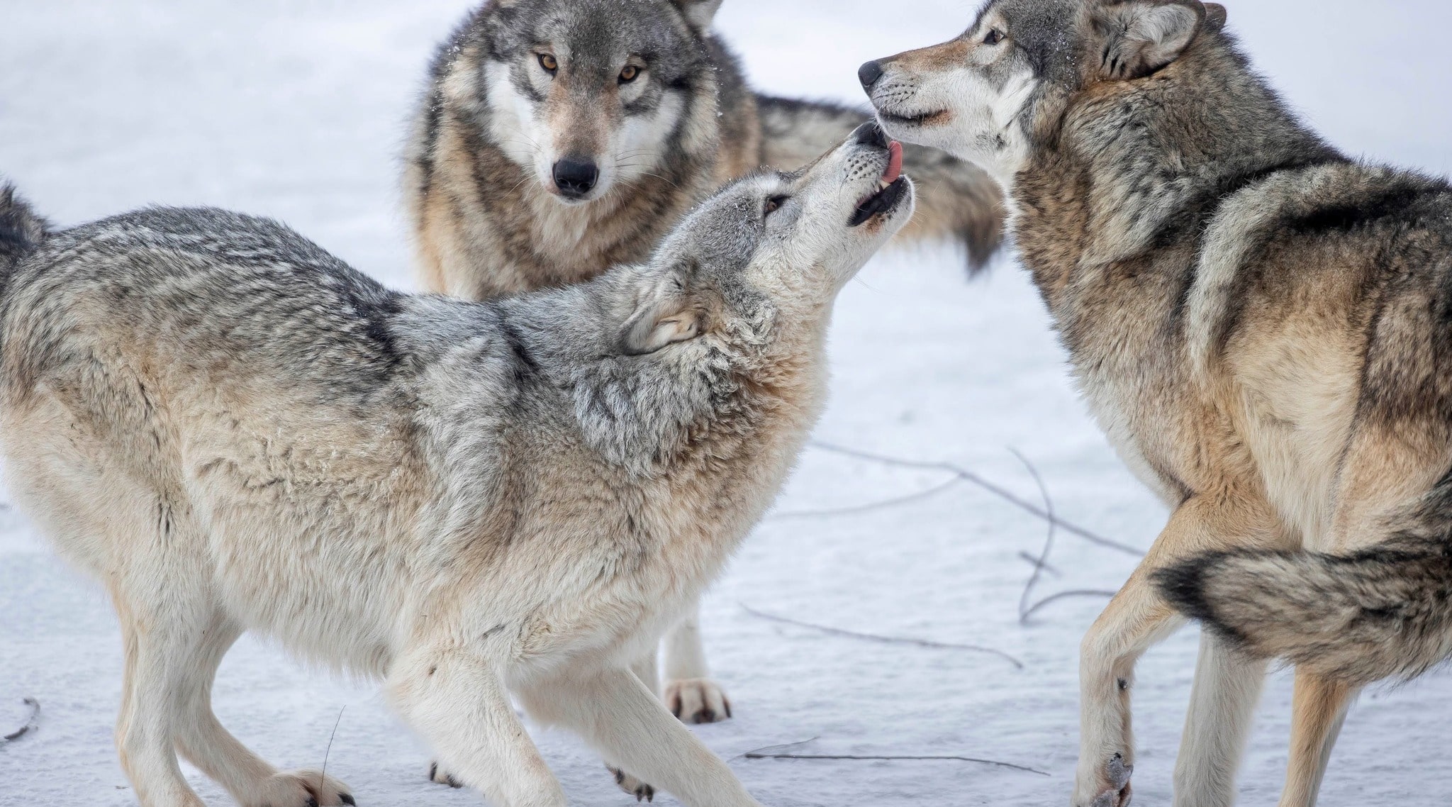 Wolf Park: 70-Acre Park in Indiana Providing a Habitat for Wolves