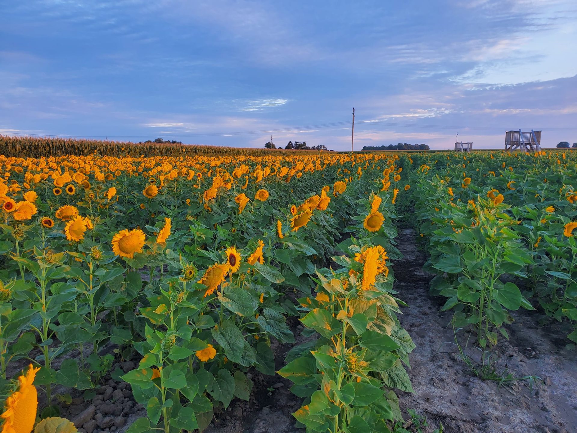 The Sunflower Festival Is Back at Stuckey Farm (2025)