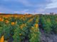 The Sunflower Festival Is Back at Stuckey Farm (2025)