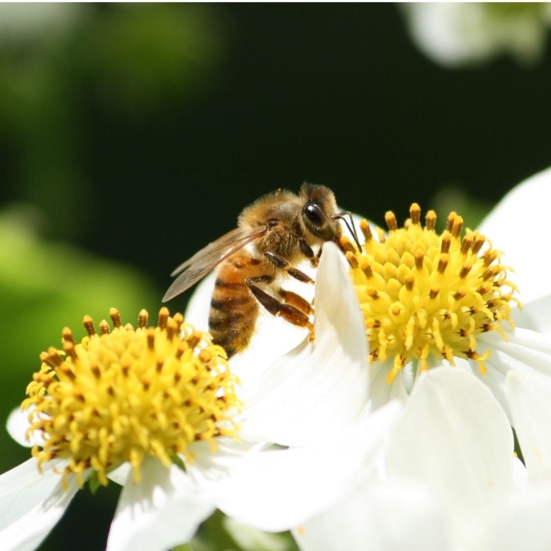 Indiana State Museum Homeschool Day: Indiana Pollinators - Indy's Child ...