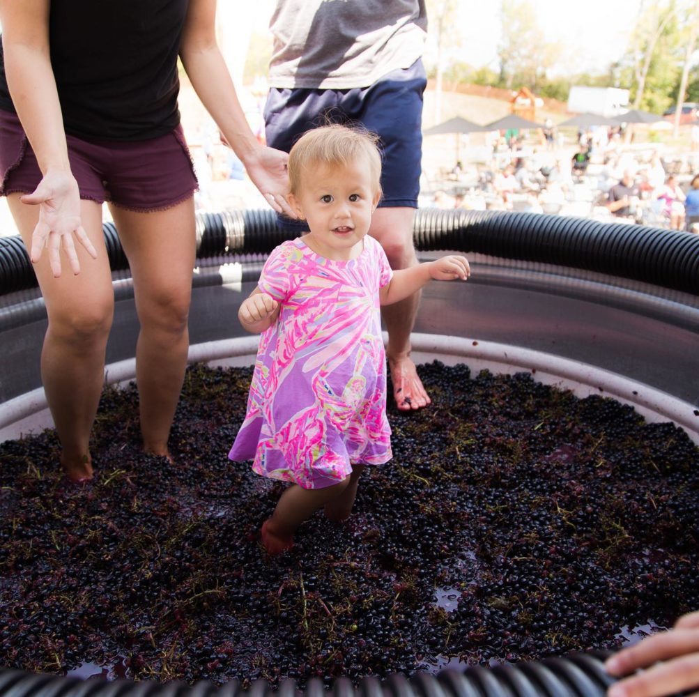 The Annual Grape Stomp at Daniel's Vineyard & Winery