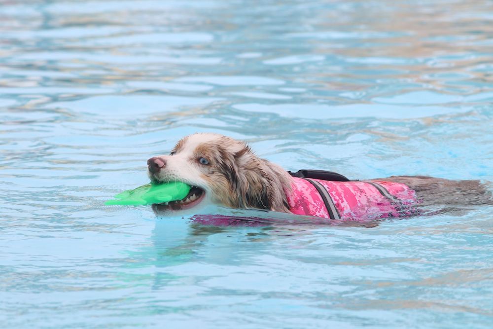 Puppy Pool Party - Indy's Child Magazine