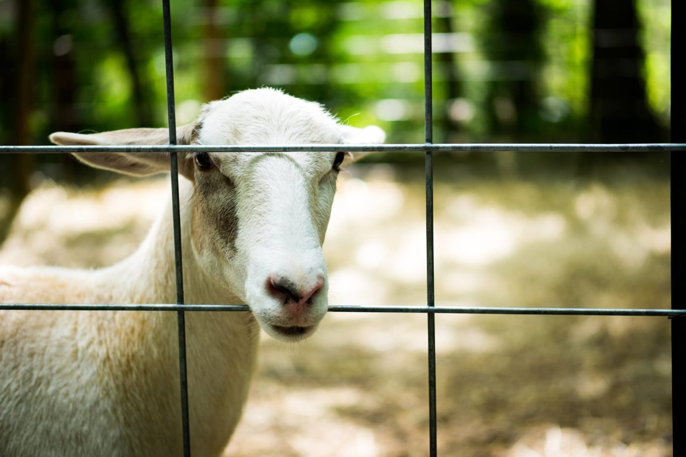 The Apple Works Orchard and Farm Market - Indy's Child Magazine