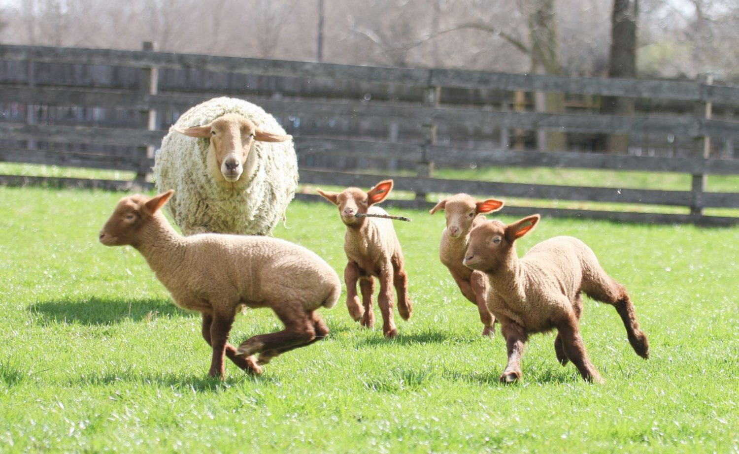 Conner Prairie: Must-Visit Living History Museum