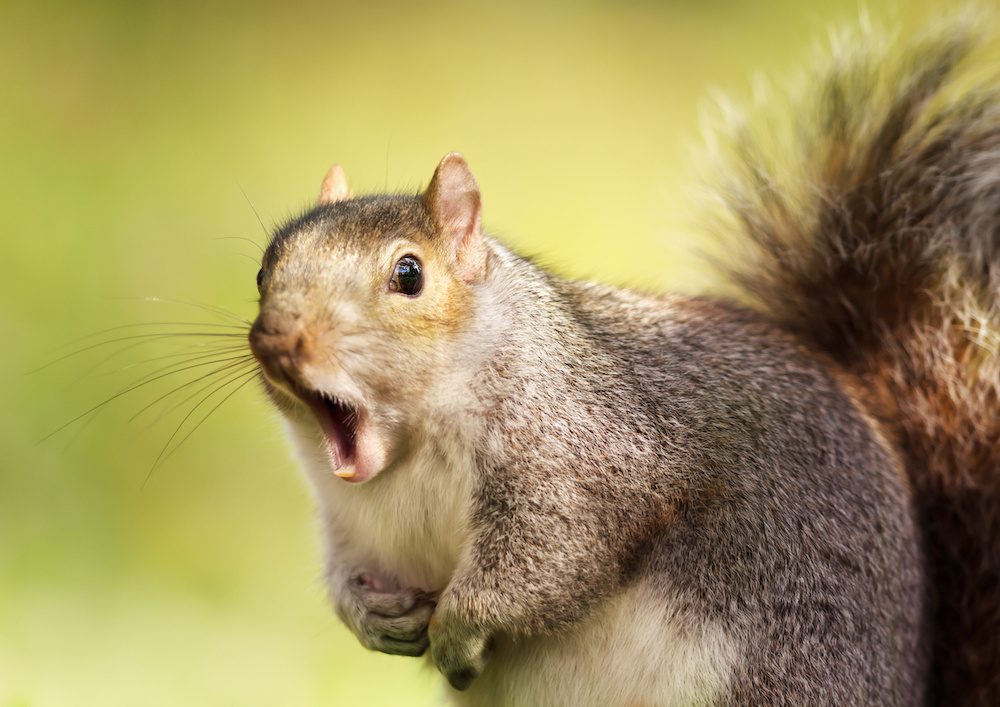 Squirrely Saturday - Indy's Child Magazine
