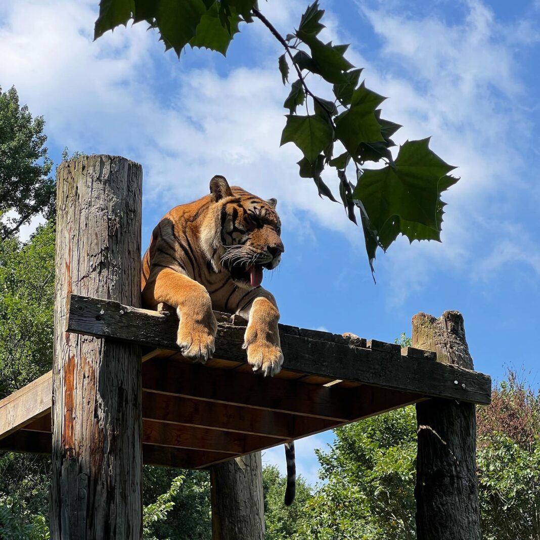 Family Trip to the Exotic Feline Rescue Center in Indiana