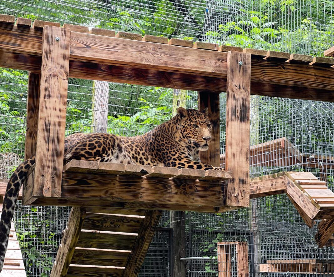 Family Trip to the Exotic Feline Rescue Center in Indiana