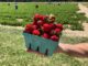 Strawberry Picking Near Indianapolis 2026
