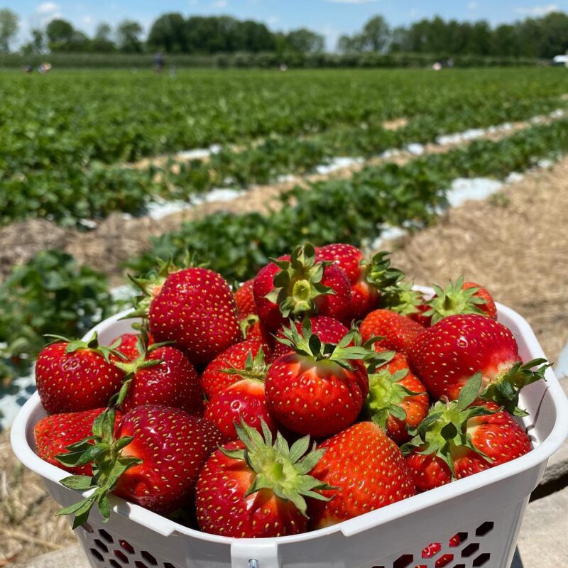 6 Best Places for Strawberry Picking in Central Indiana