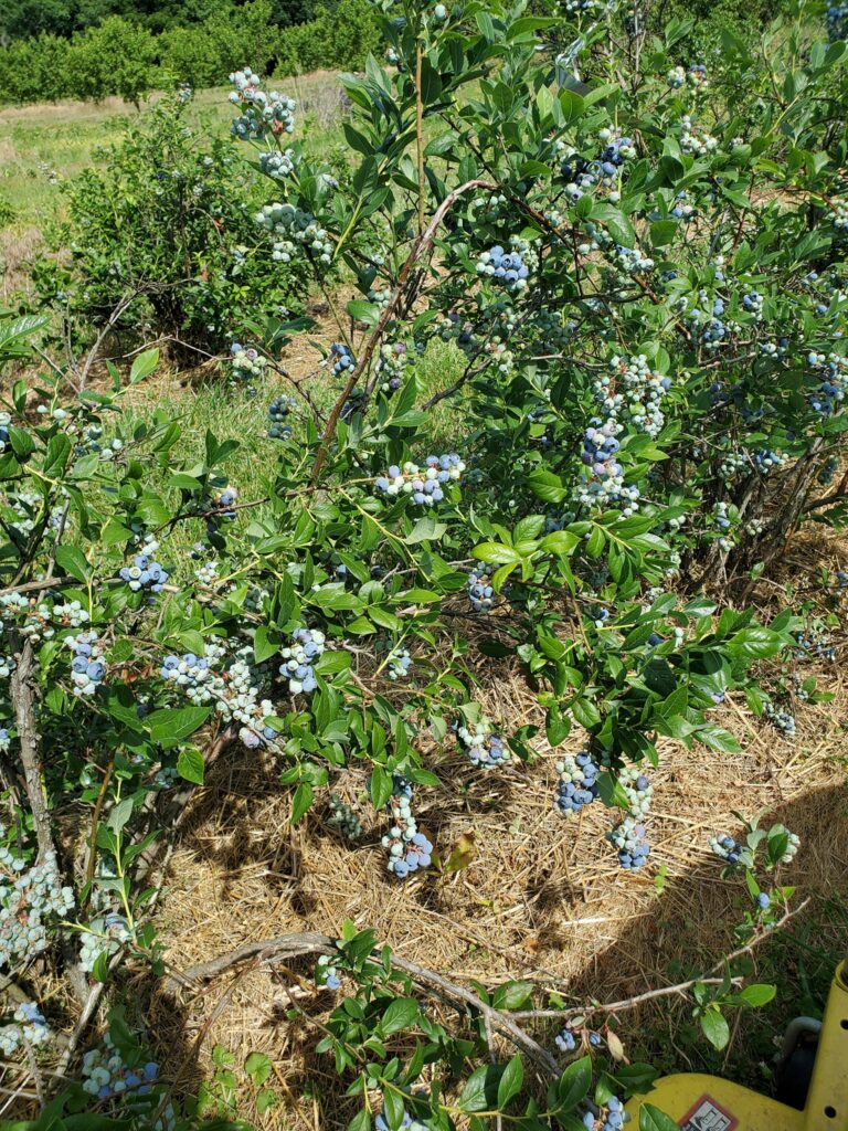 Where To Go Blueberry Picking in Indiana