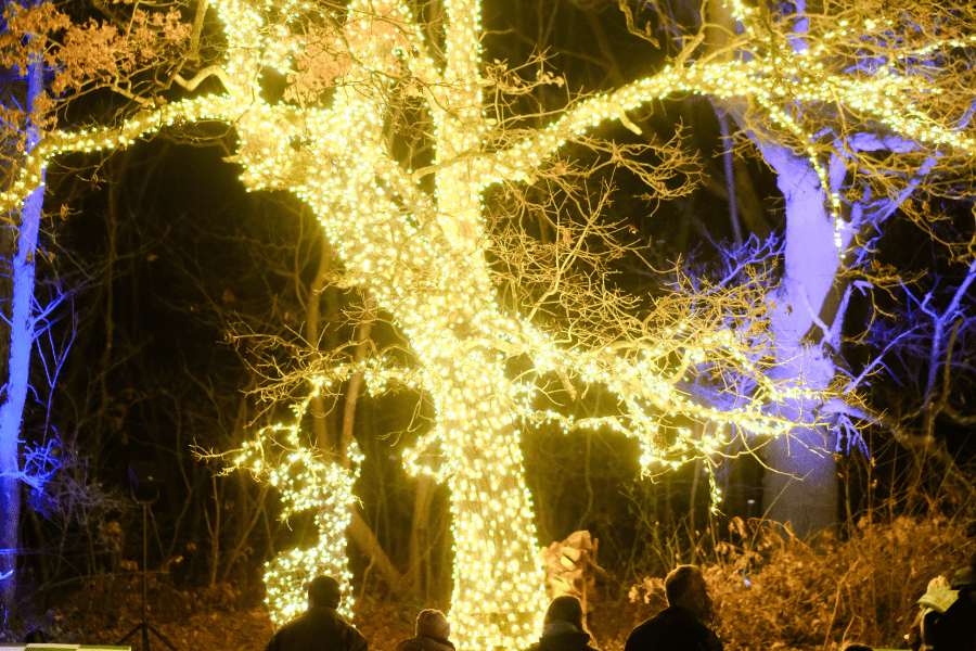 Forest of Lights at Fair Oaks Farms - Indy's Child Magazine